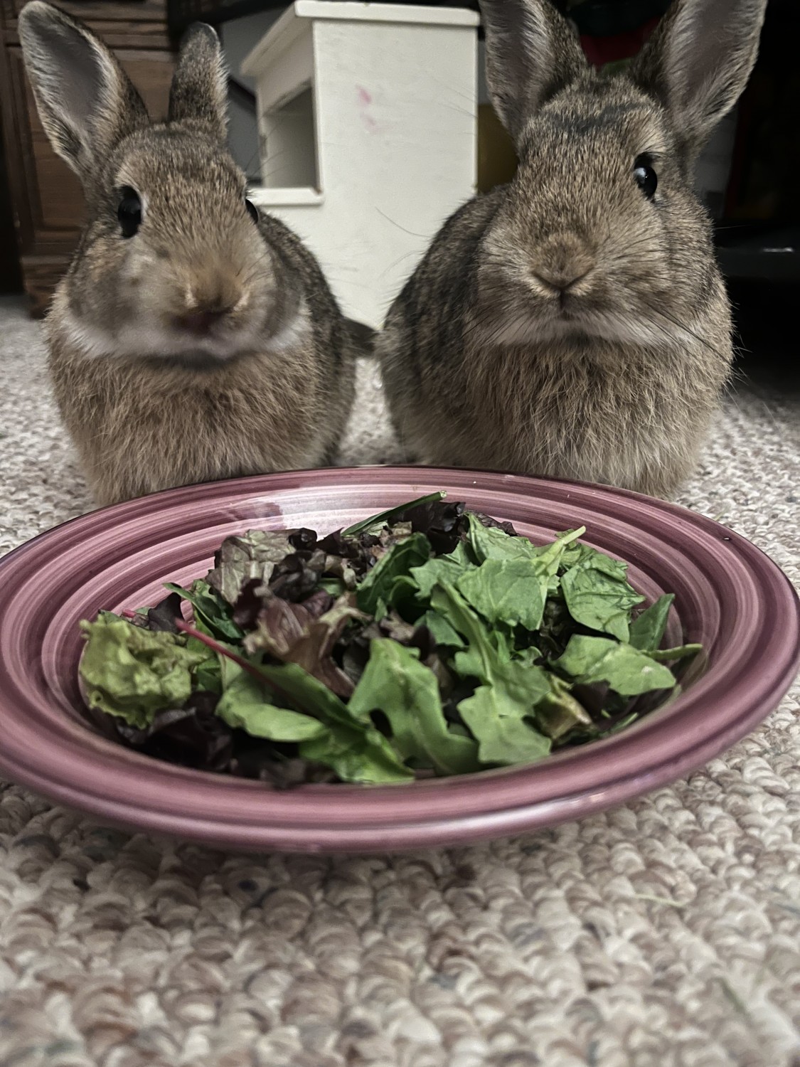 45+ Netherland Dwarf rabbit Rabbits For Sale in Florida | $60 – $300
