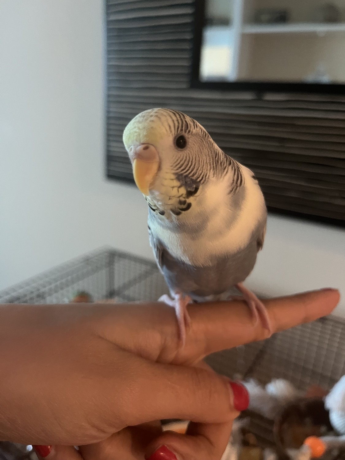 22+ Parakeet Birds For Sale in Downtown Miami, FL | $500 – $3,000