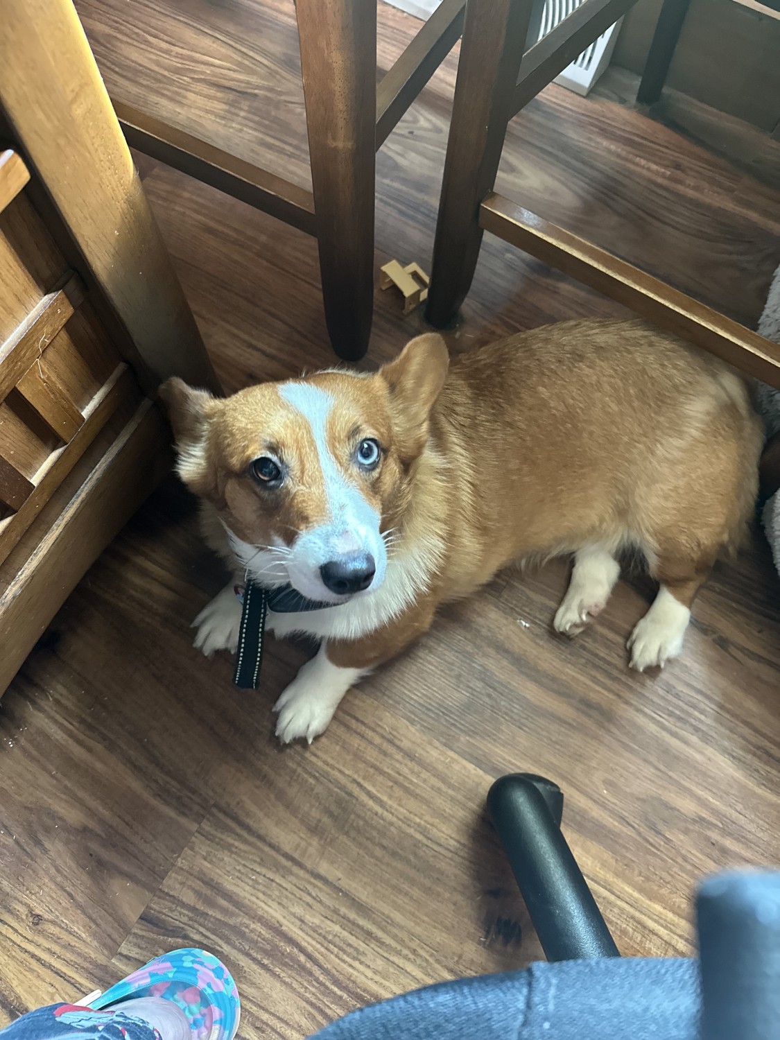 Pembroke Welsh Corgi Puppy for sale in Hopewell, Virginia | $600