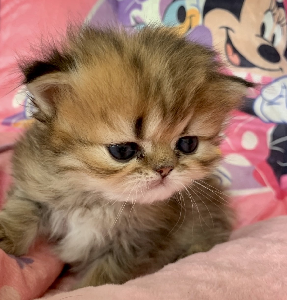 55+ Kittens / Cats for Sale in Minden, Nevada | $100 – $3,000