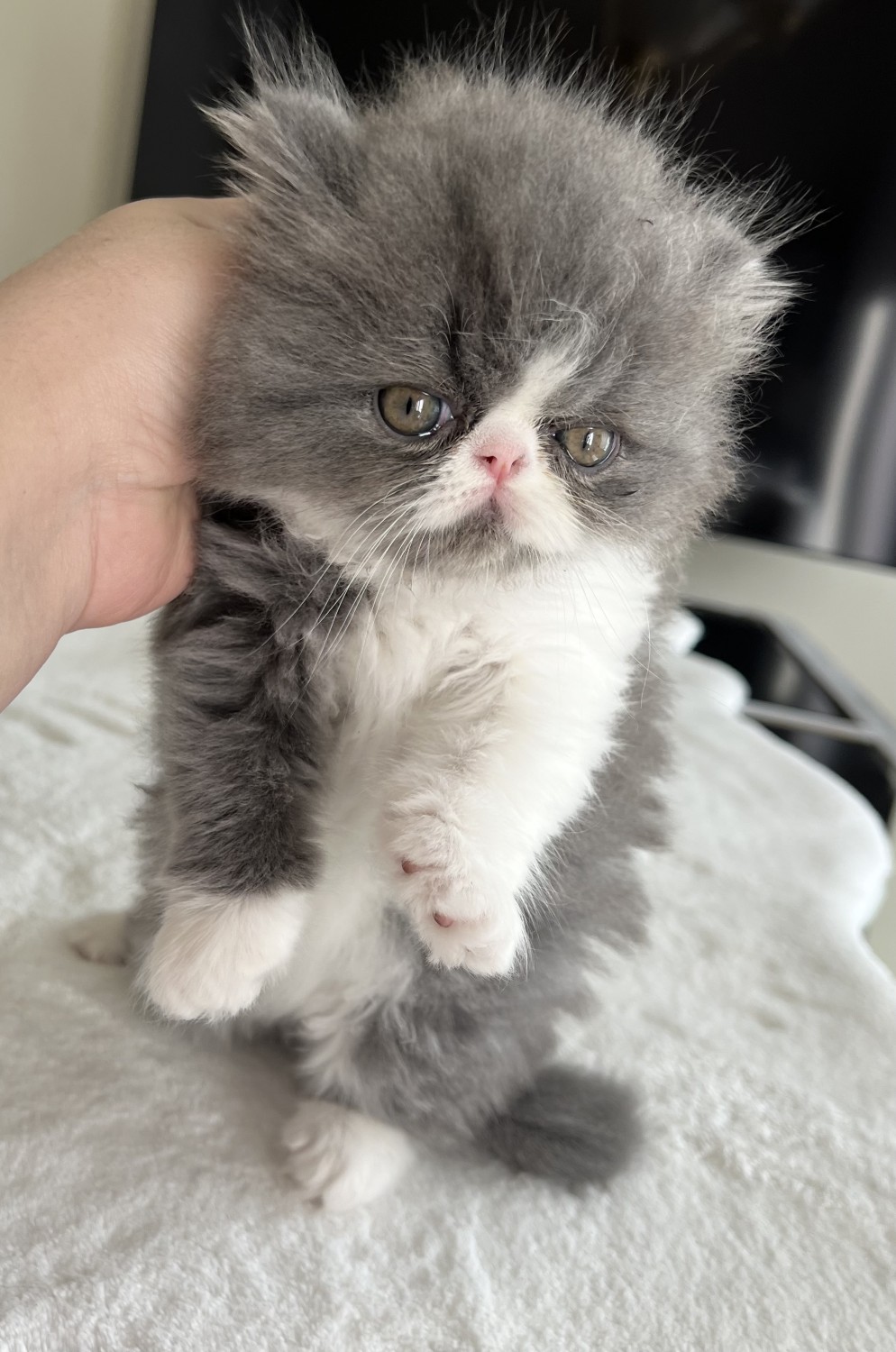 Persian Cats for sale in Fremont, California | $1,500