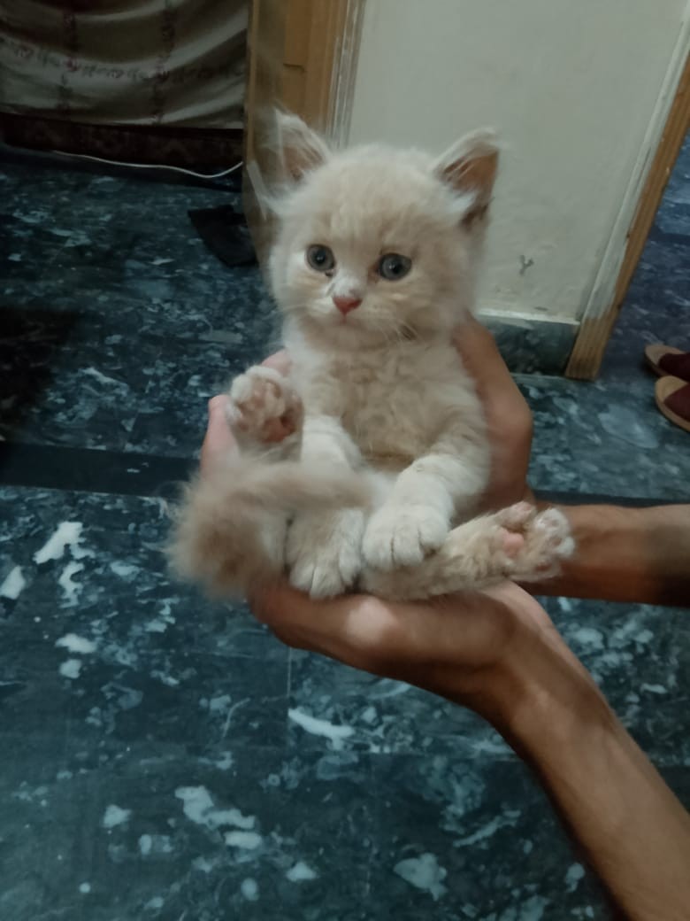 Cats For Sale in Lahore Cantt | Petzlover