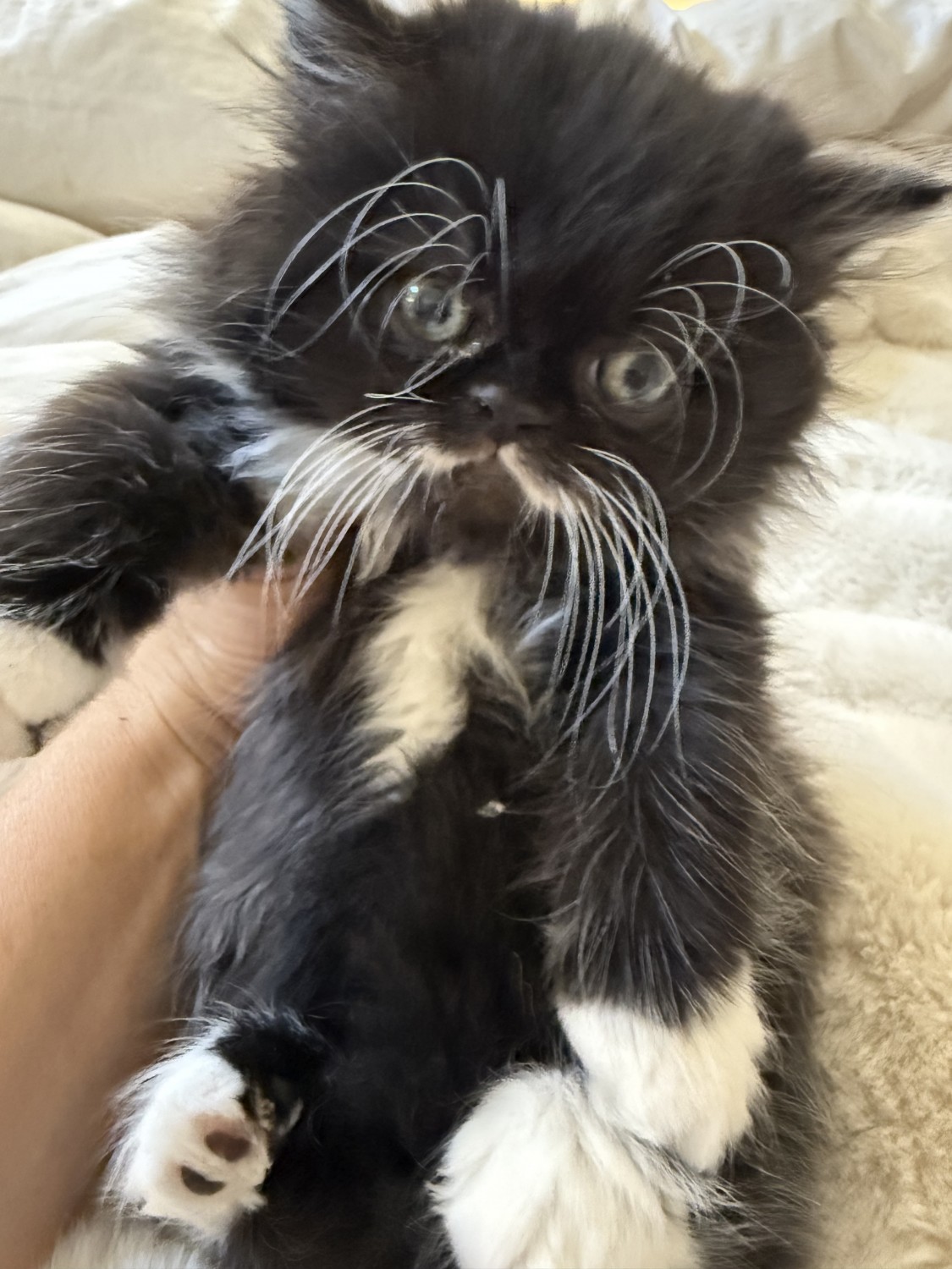 Persian Kitten for sale in Lake Elsinore, California | $600