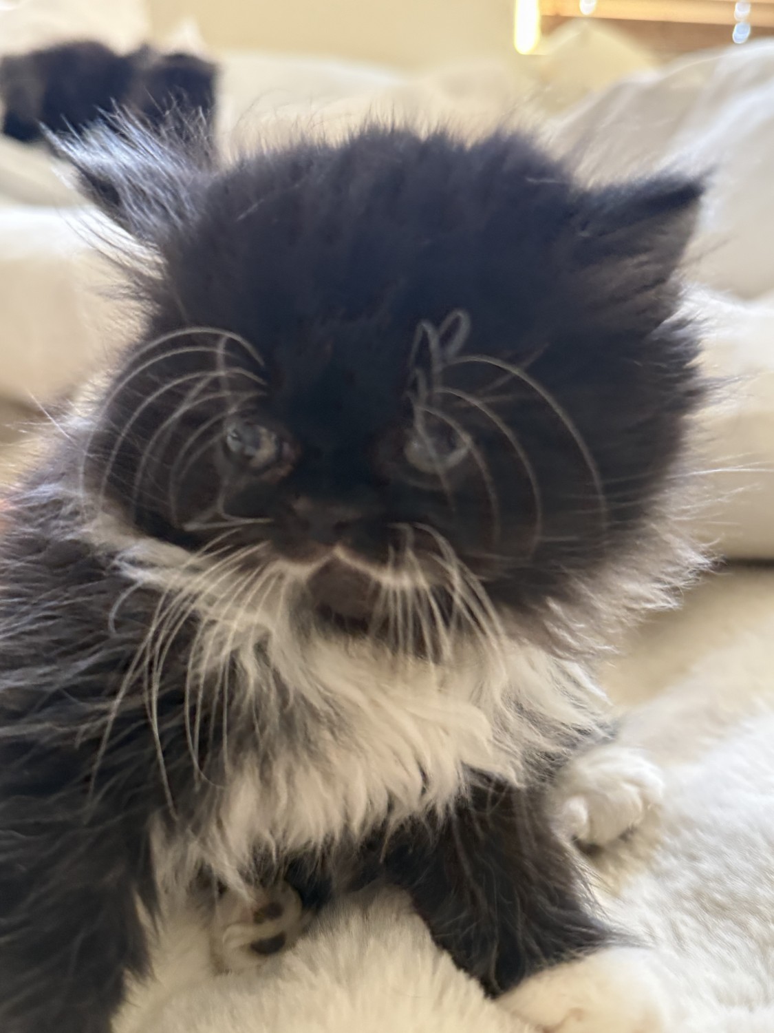 Persian Cats For Sale | $600 | Lake Elsinore, CA #642757
