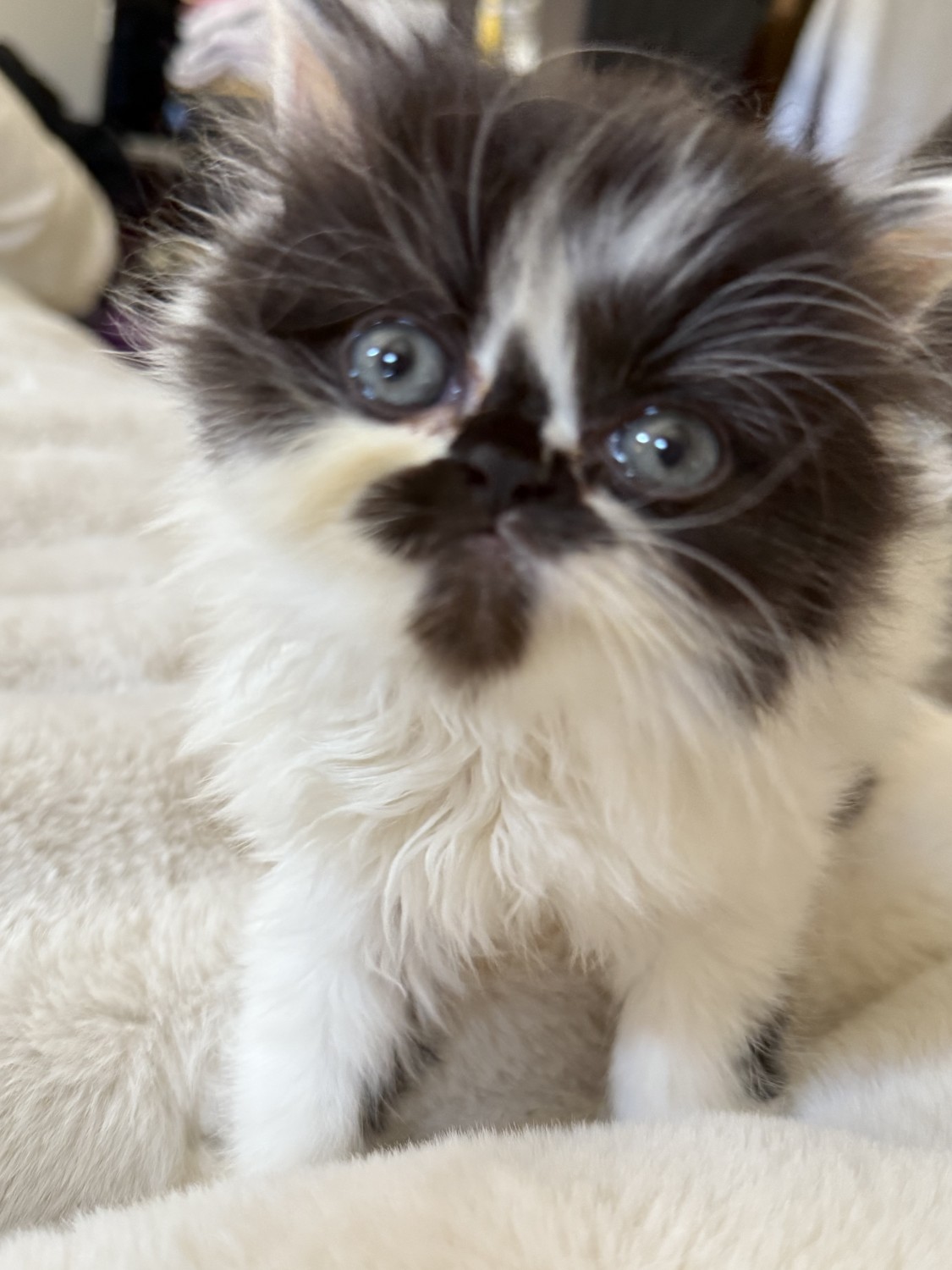 Persian Kitten for sale in Lake Elsinore, California | $600