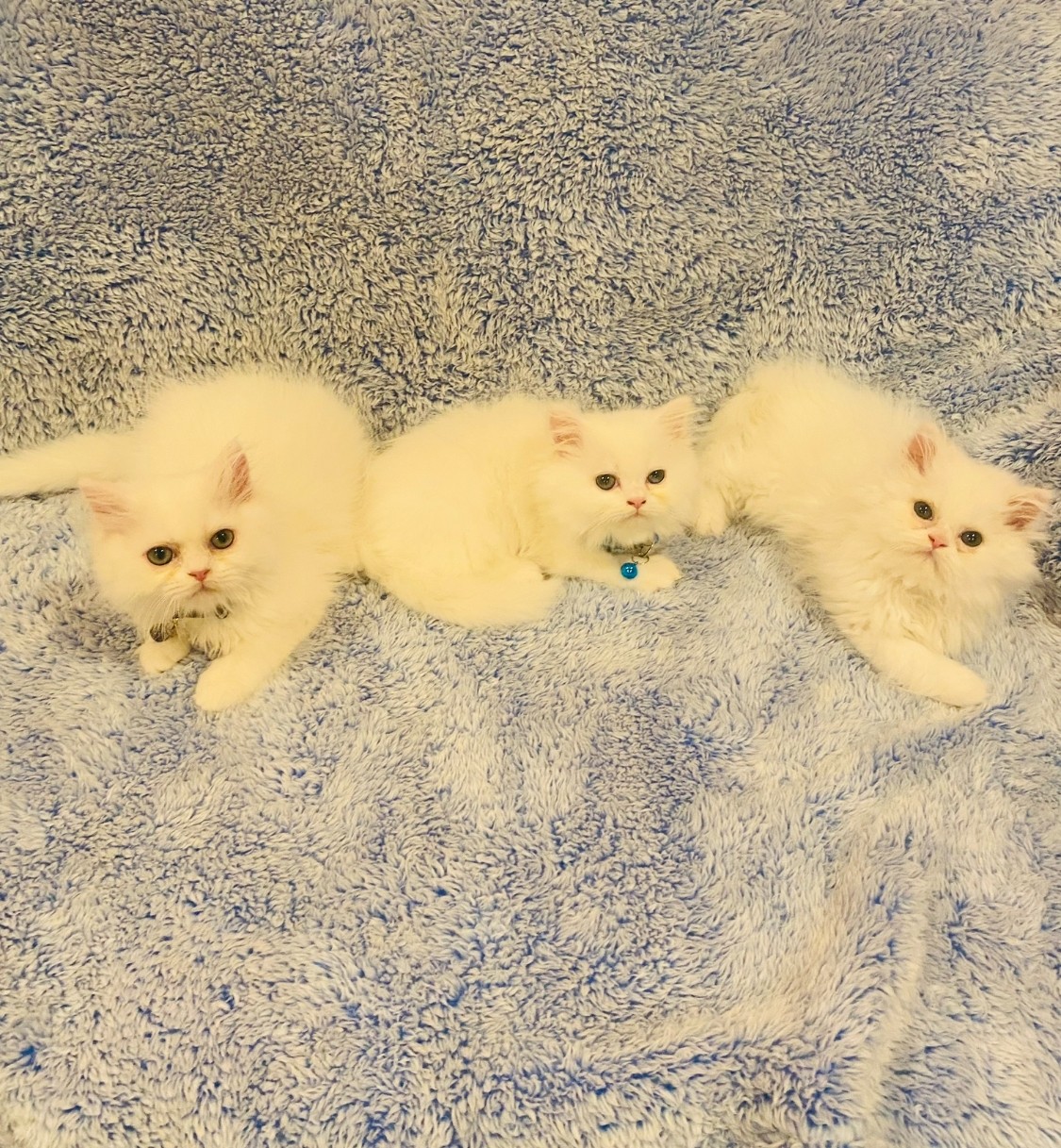Persian Kitten for sale in Palo Alto, California | Petzlover