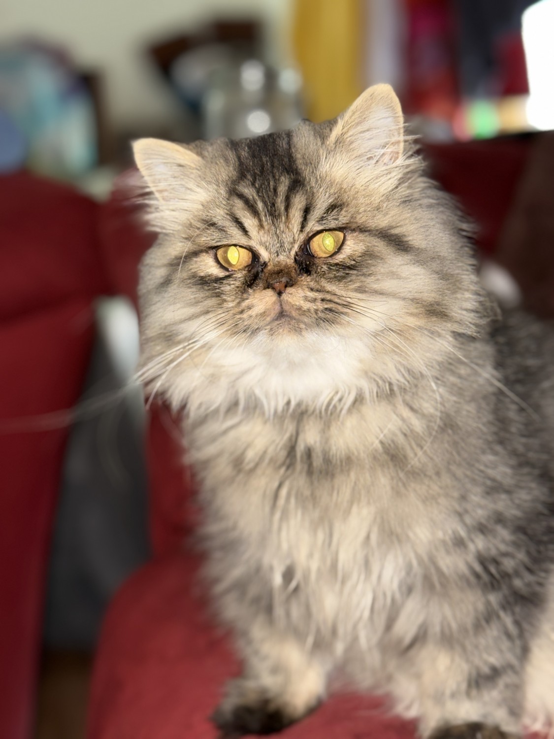 Persian Kitten for sale in Chattanooga, Tennessee | $600