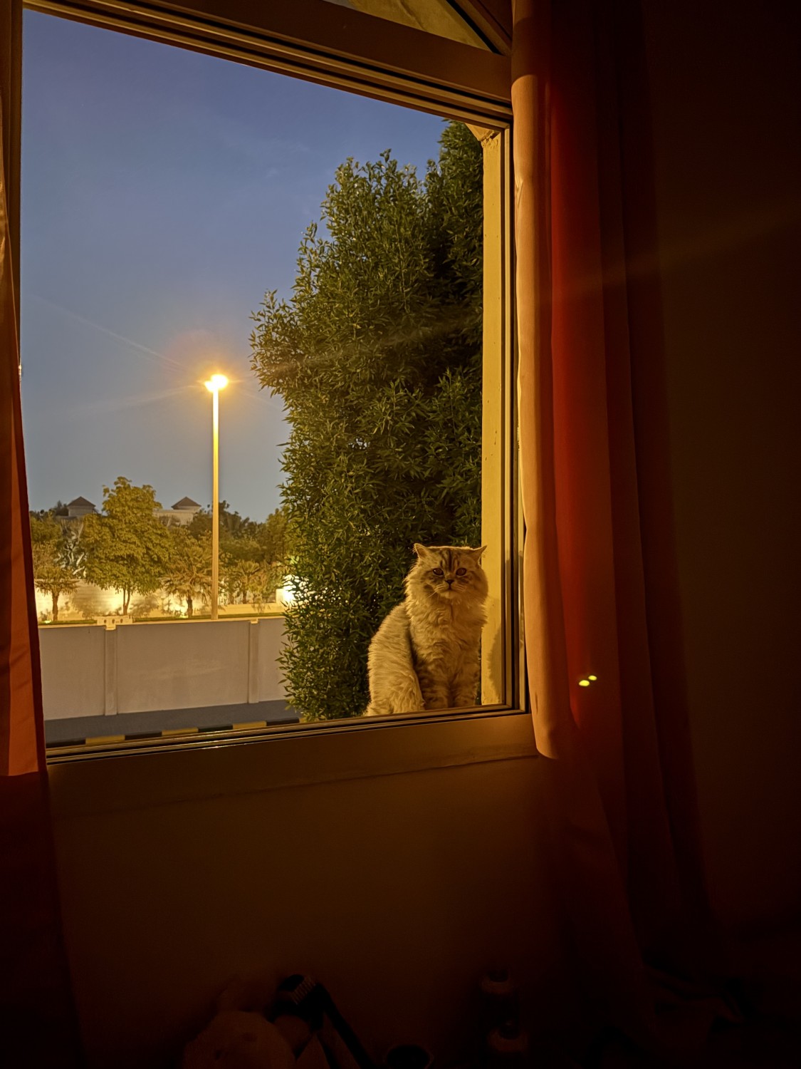 Calico Kittens / Cats for Free in Dubai | Petzlover