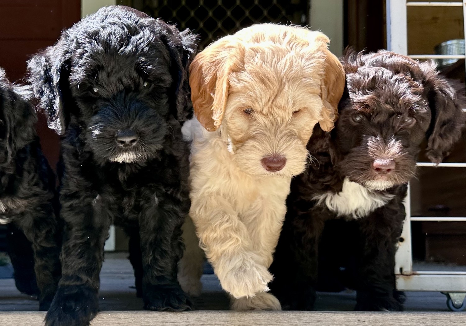 Peta Baker's Pet Shop | #605751 | Petzlover