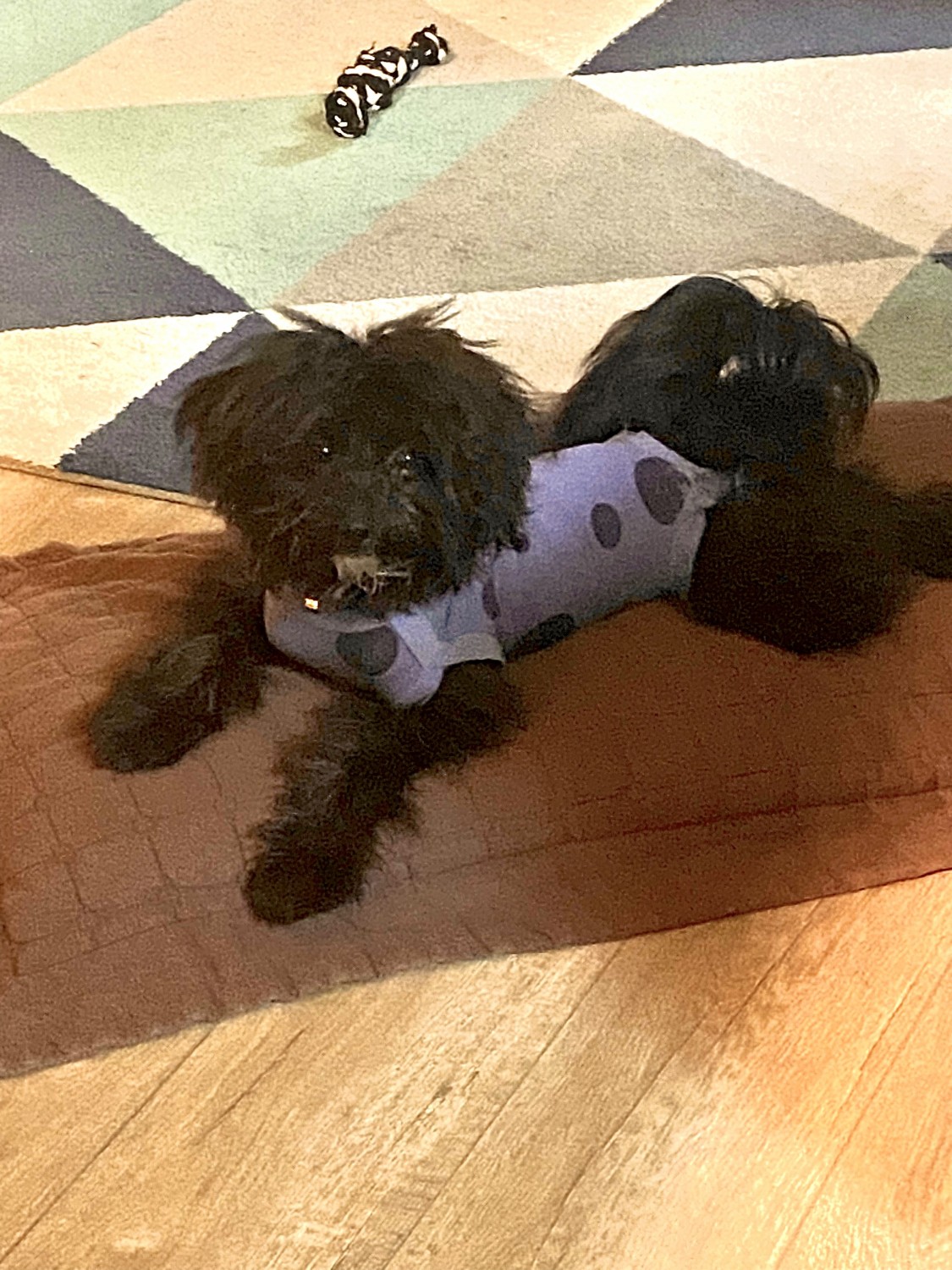 Pomapoo For Sale in Sacramento County (72) | Petzlover
