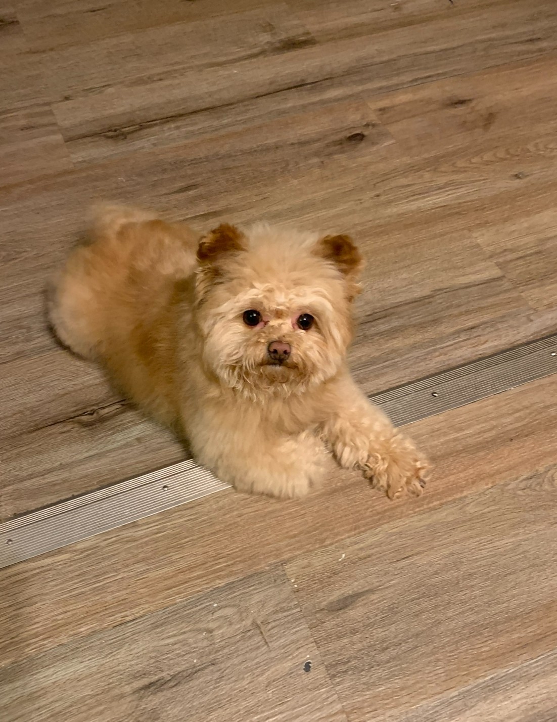 21+ Pomapoo Puppies / Dogs For Sale in New Jersey | $1,500