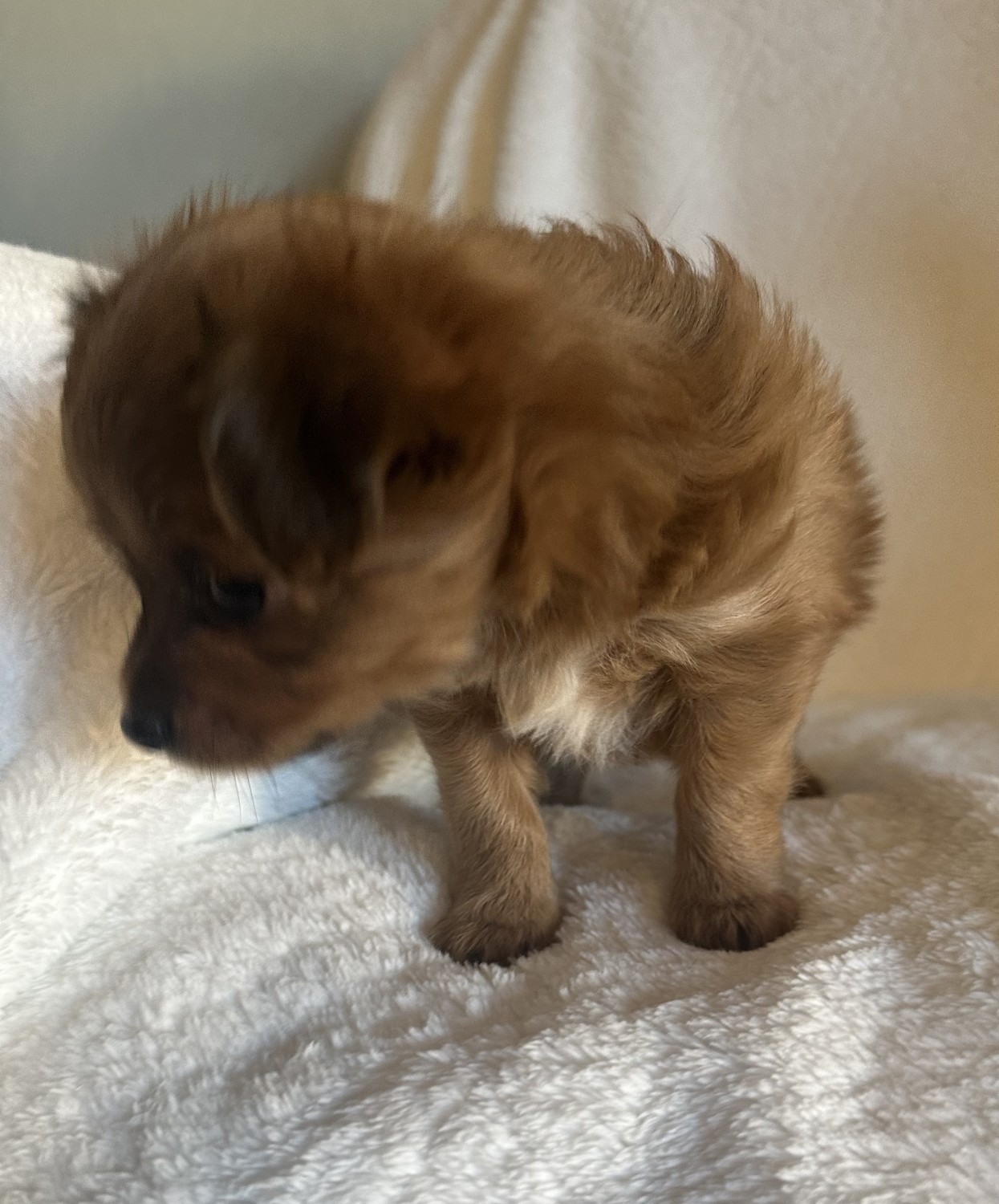 21+ Pomapoo Puppies / Dogs For Sale in Washoe County | $600