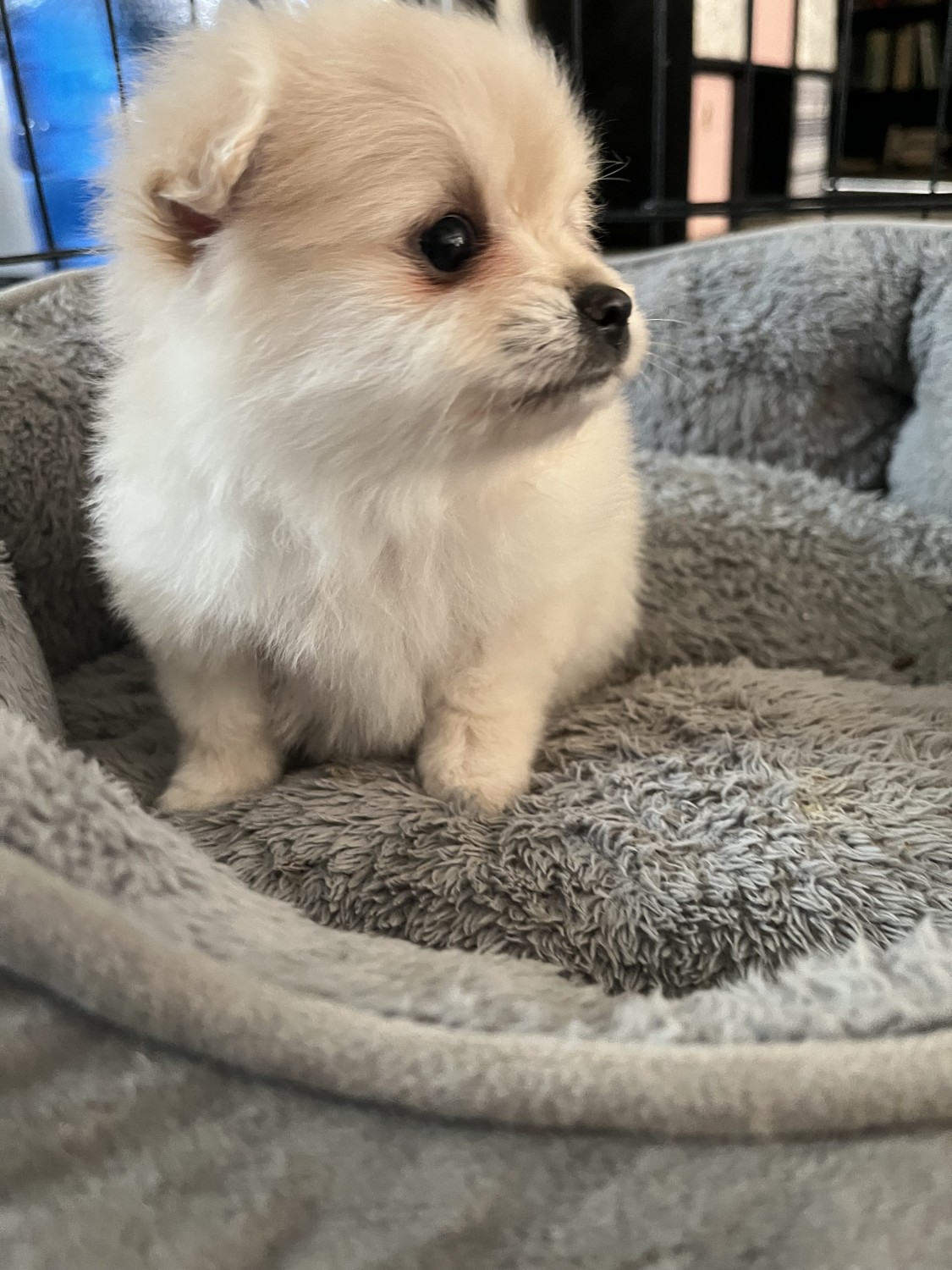 Pomeranian Puppy for sale in Eloy, Arizona | $650