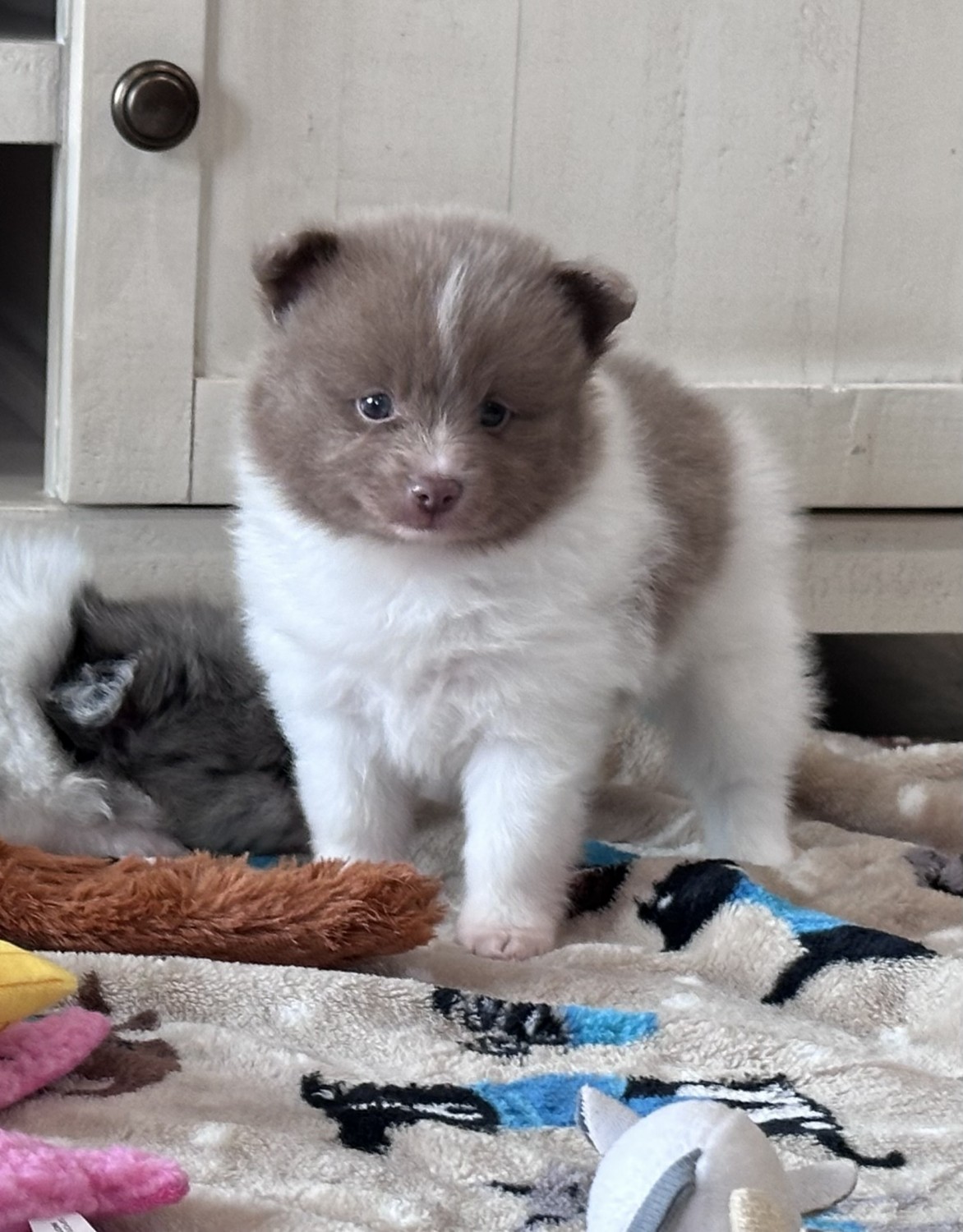 Pomeranian Puppy for sale in Stringer, Mississippi | $900