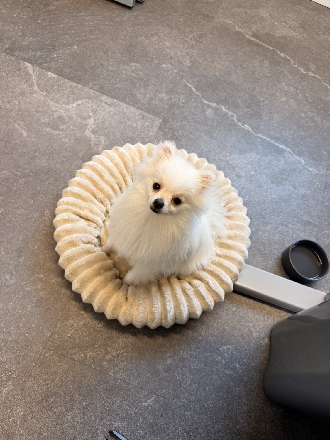 Spitz Welpe zu verkaufen in Amstetten, Niederösterreich | €1,000