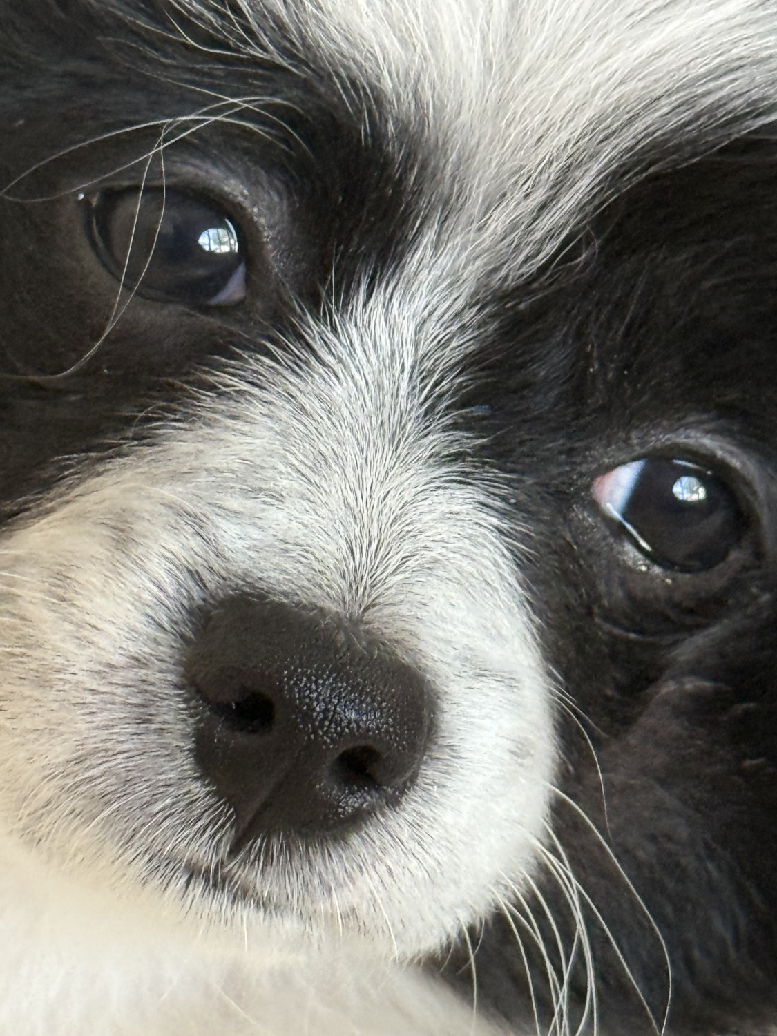 25+ Pomeranian Puppies / Dogs for Rehoming in Arizona | $300 – $1,500