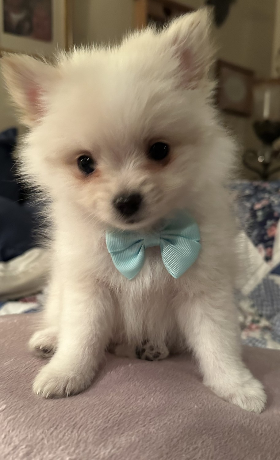 Pomeranian Puppy for sale in Beaverton, Michigan | $400
