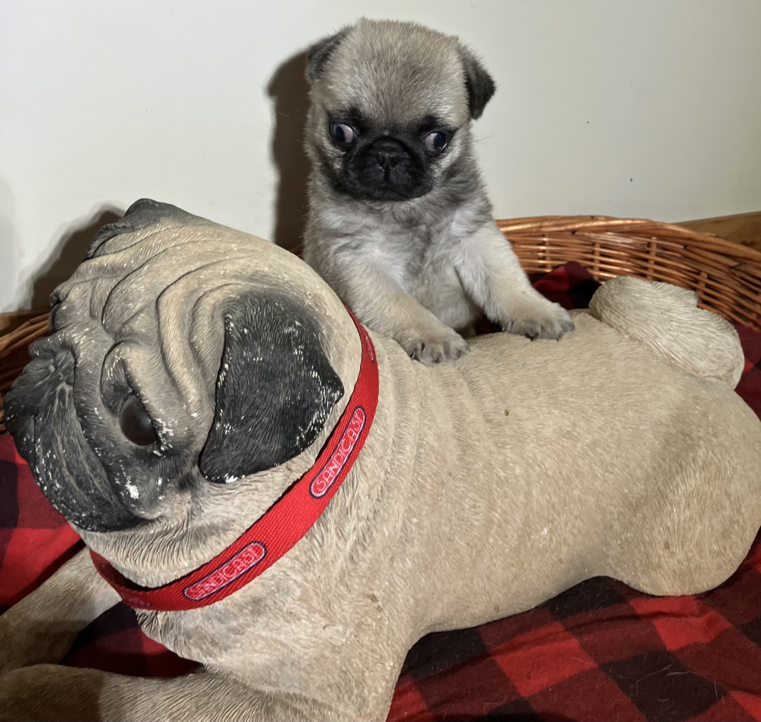 Pug Puppies For Sale in Barry, IL - Affordable & Quality Breeders