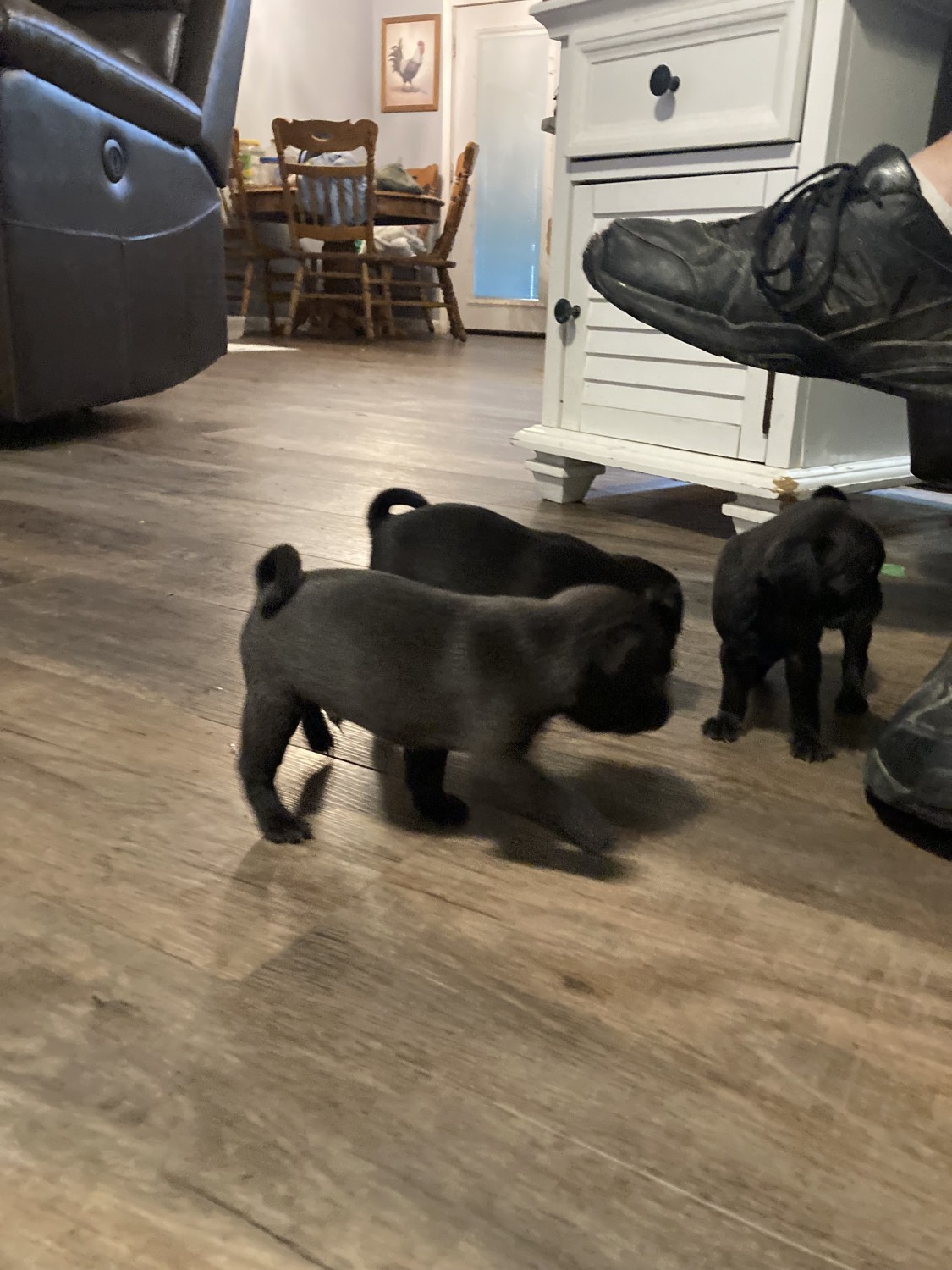 22+ Pug Puppies / Dogs For Sale in North Vernon, IN | $700 – $800