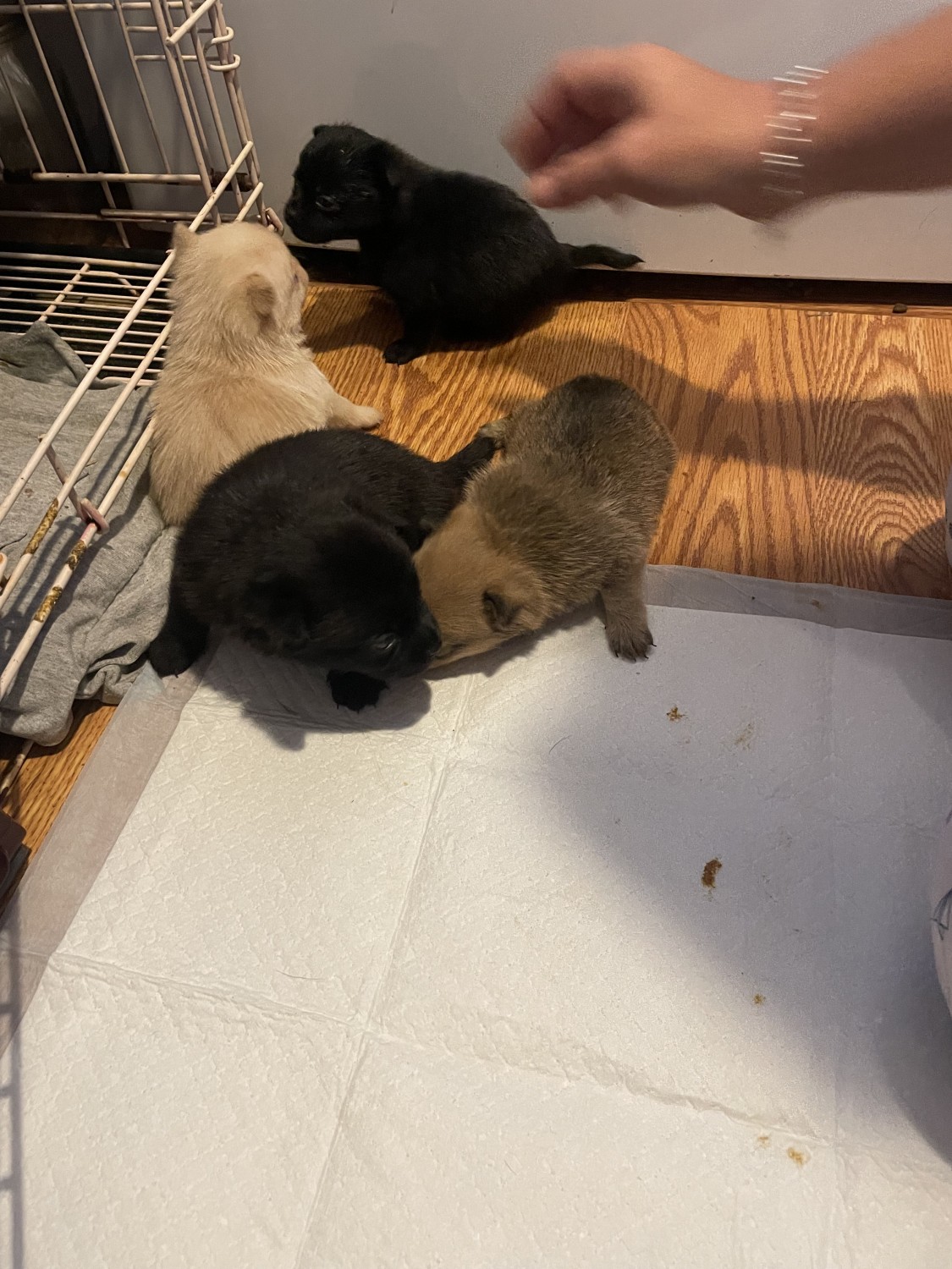 21+ Pug Puppies / Dogs For Sale in Jones County | $400