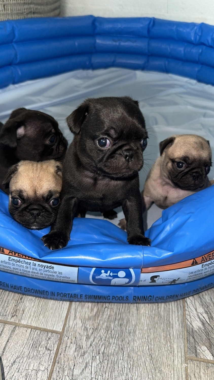 Pug Puppy for sale in Redmond, Oregon | $700 | Petzlover