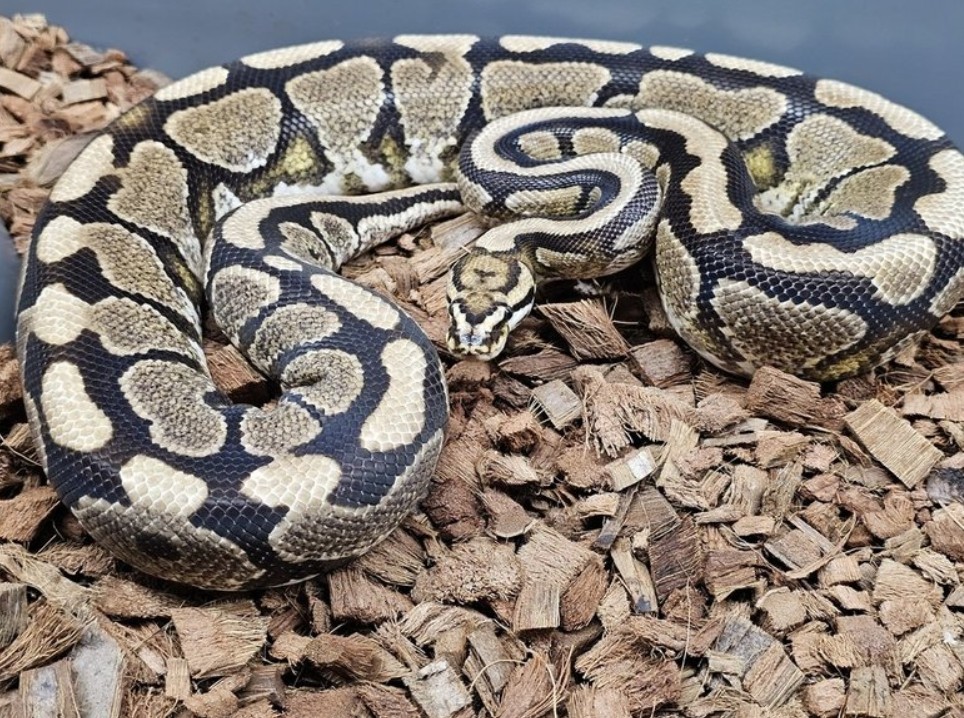 Python For Sale in Australia | Petzlover