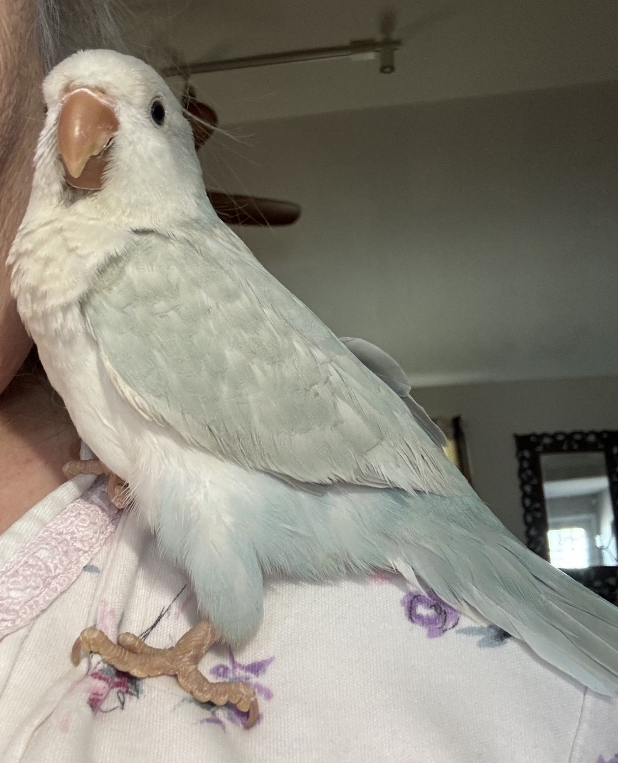 21+ Quaker Birds For Sale in Summerville | $500 | Petzlover
