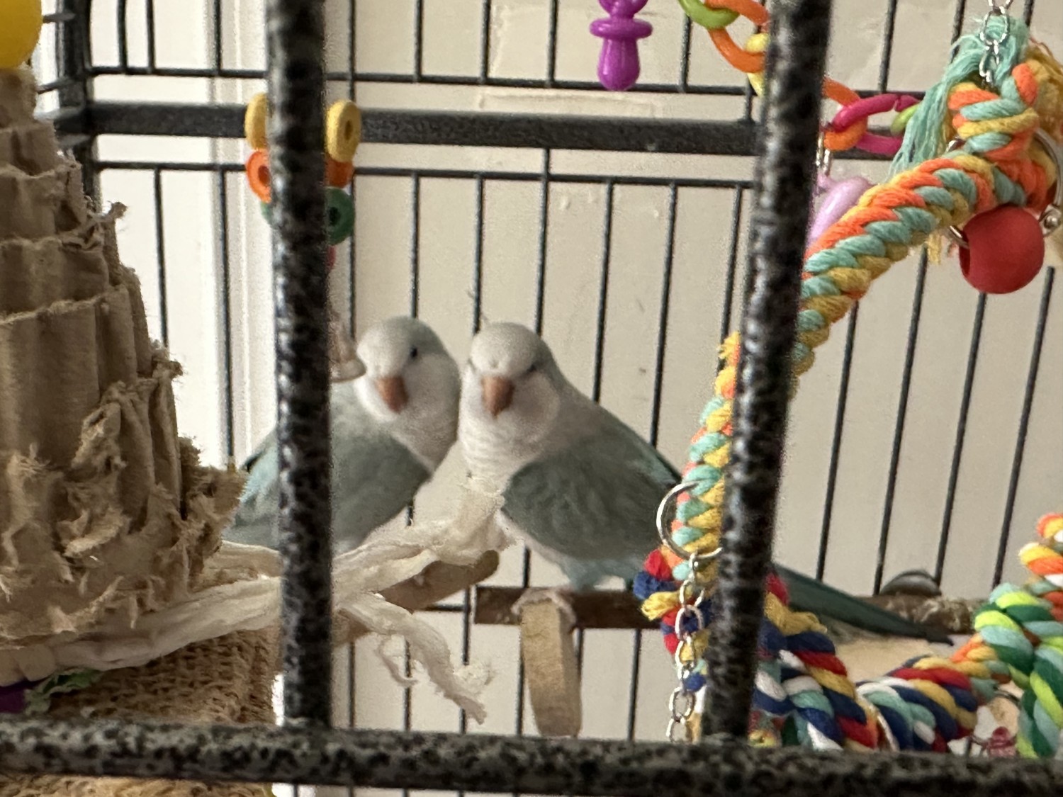 Quaker Parrot Birds For Sale | Fallston, MD #639285 (0)