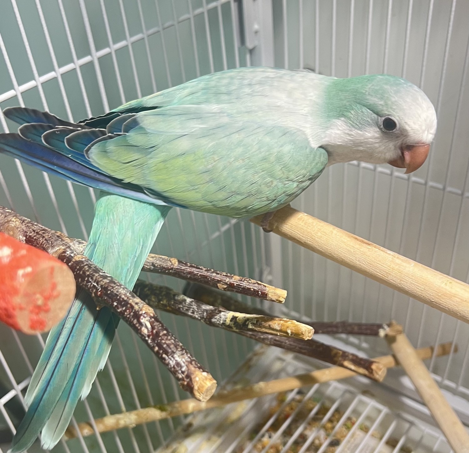 Quaker Parrot For Sale in Arizona | Petzlover