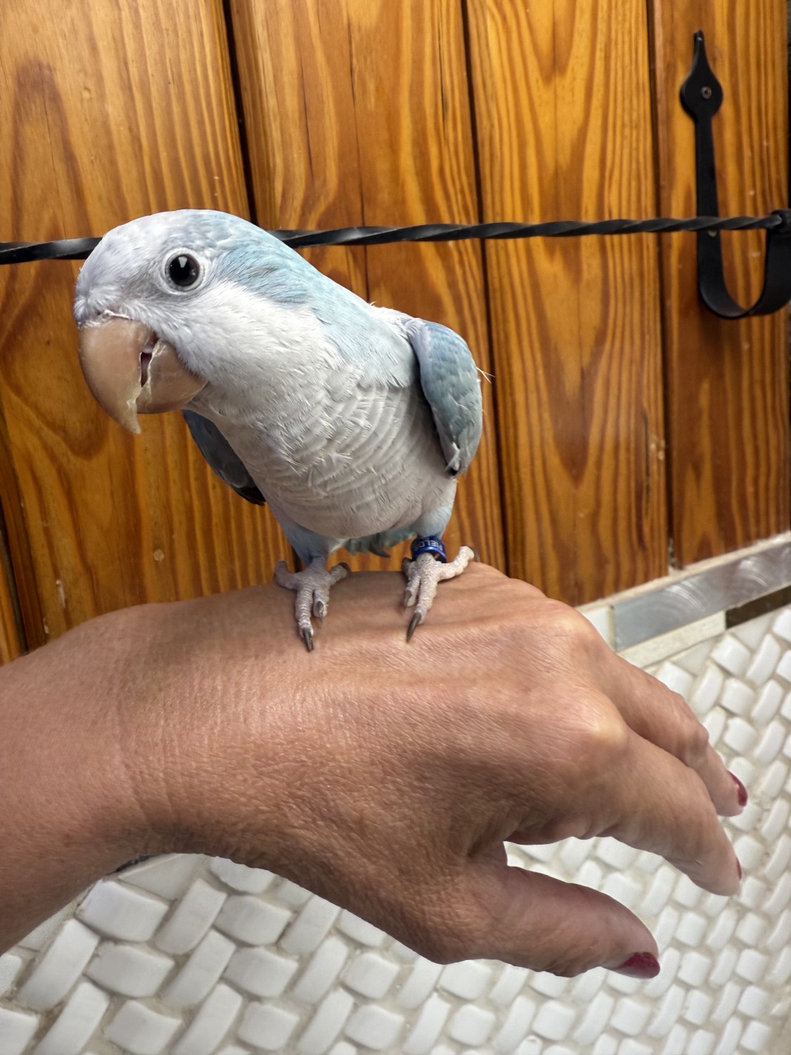 42+ Quaker Parrot Birds For Sale in Central Florida | $200 – $700