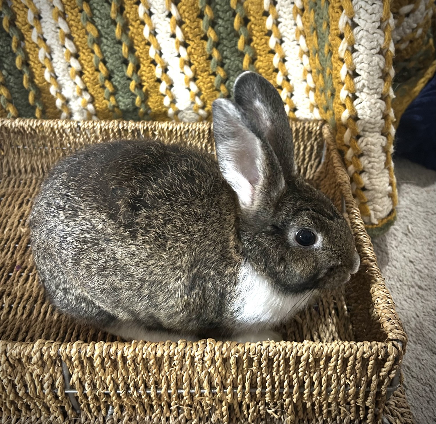 Rabbit Rabbits For Sale in United States - Buy Quality Rabbits Online