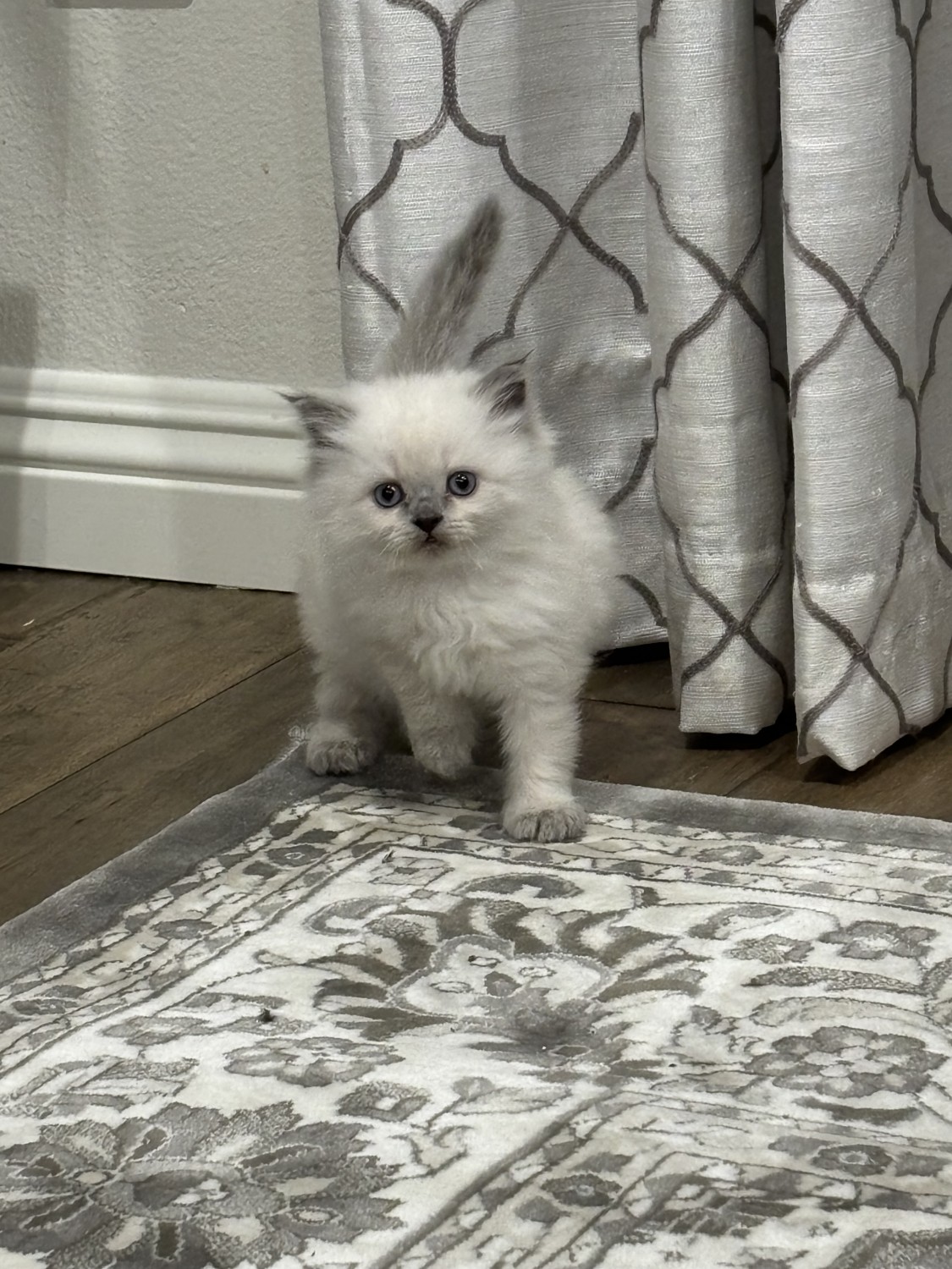 Ragdoll Cats For Sale | $700 | Corona, CA #639672