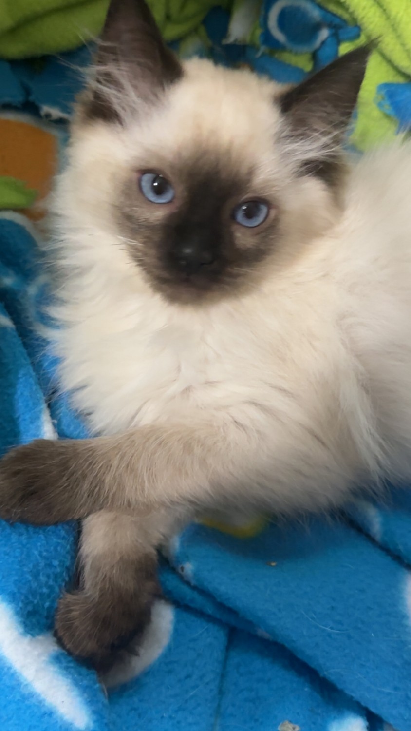 Ragdoll Cats For Sale | Des Moines, IA #648014 | Petzlover