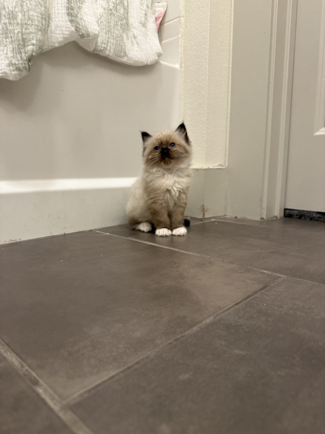 Ragdoll Cats For Sale | Cave Creek, AZ #649663 | Petzlover