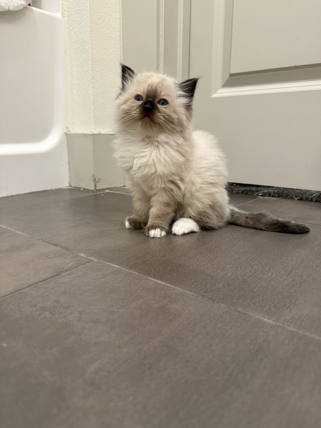 Ragdoll Cats For Sale | Cave Creek, AZ #649663 | Petzlover
