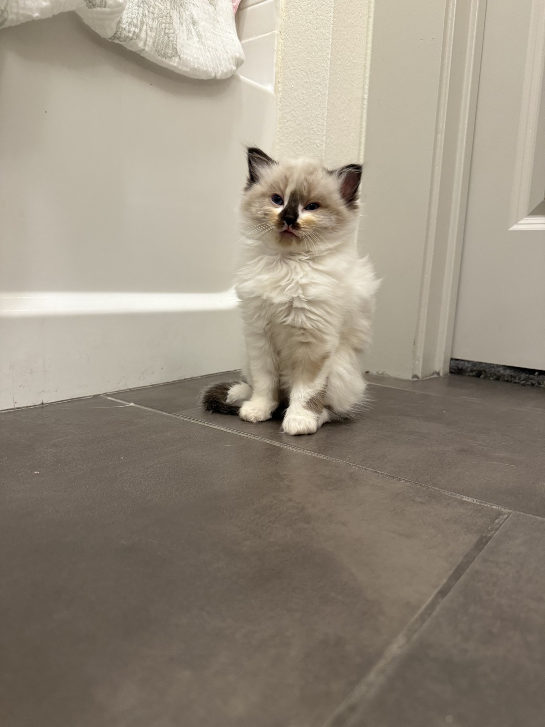 Ragdoll Cats For Sale | Cave Creek, AZ #649663 | Petzlover