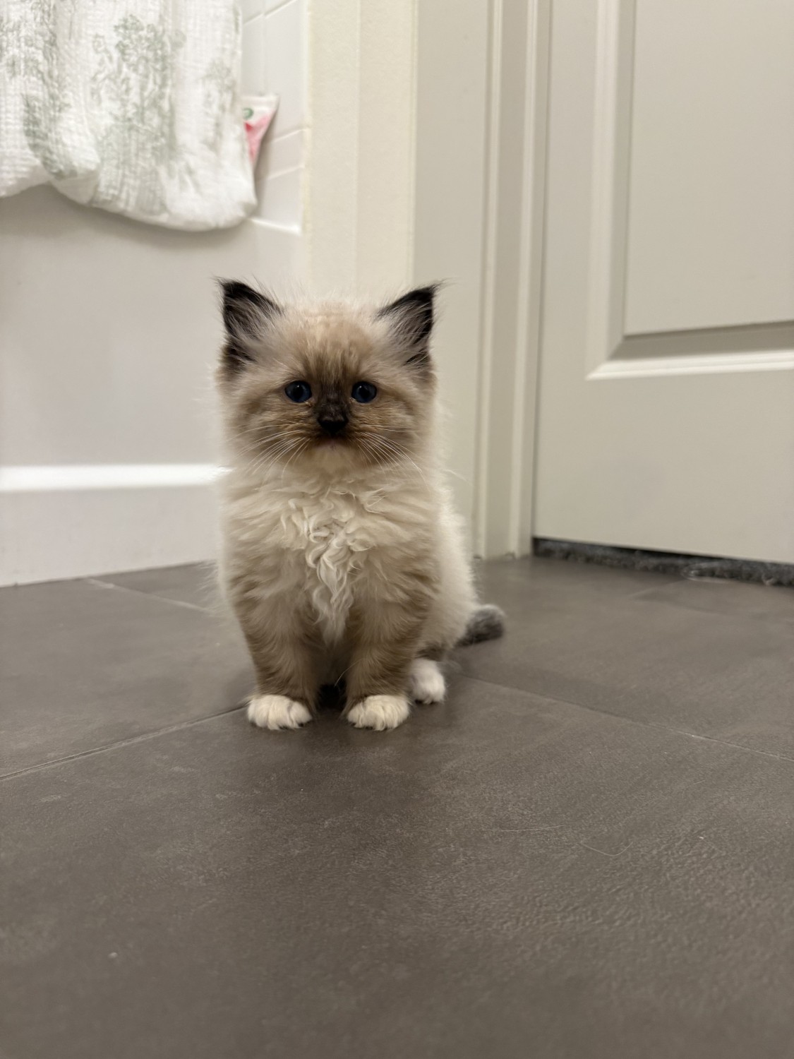 Ragdoll Cats For Sale | Cave Creek, AZ #649663 | Petzlover