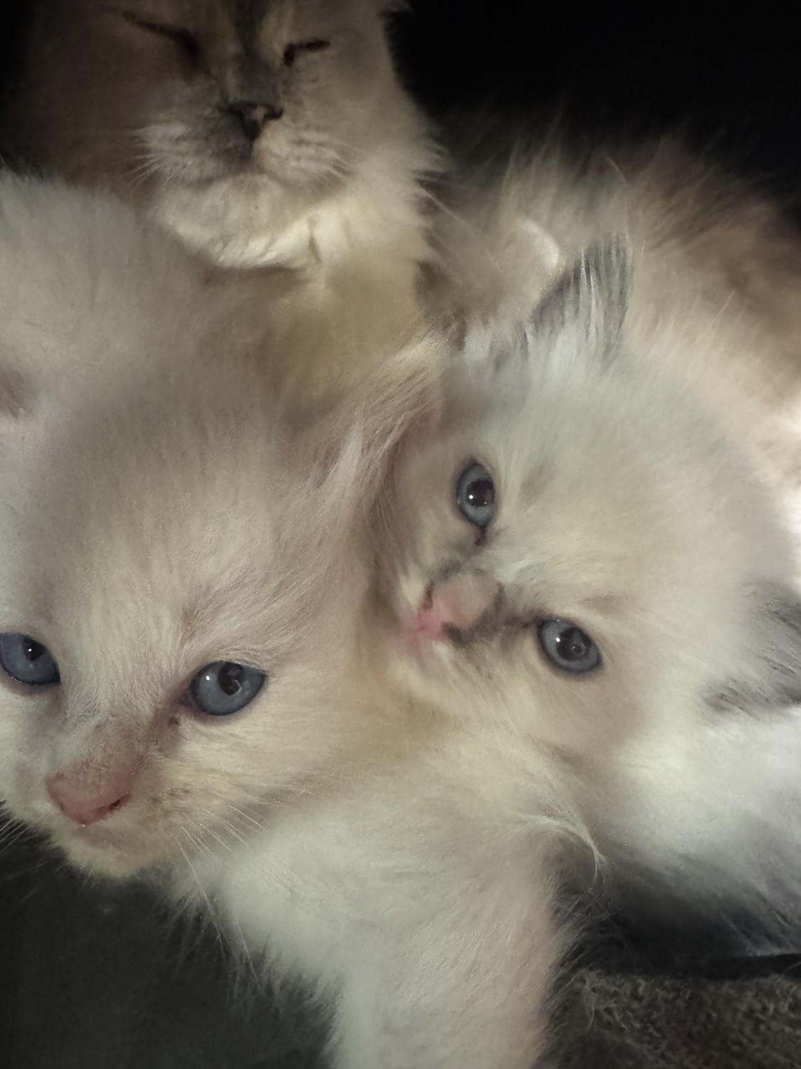 Ragdoll Kitten for sale in Miami, Florida | $1,800