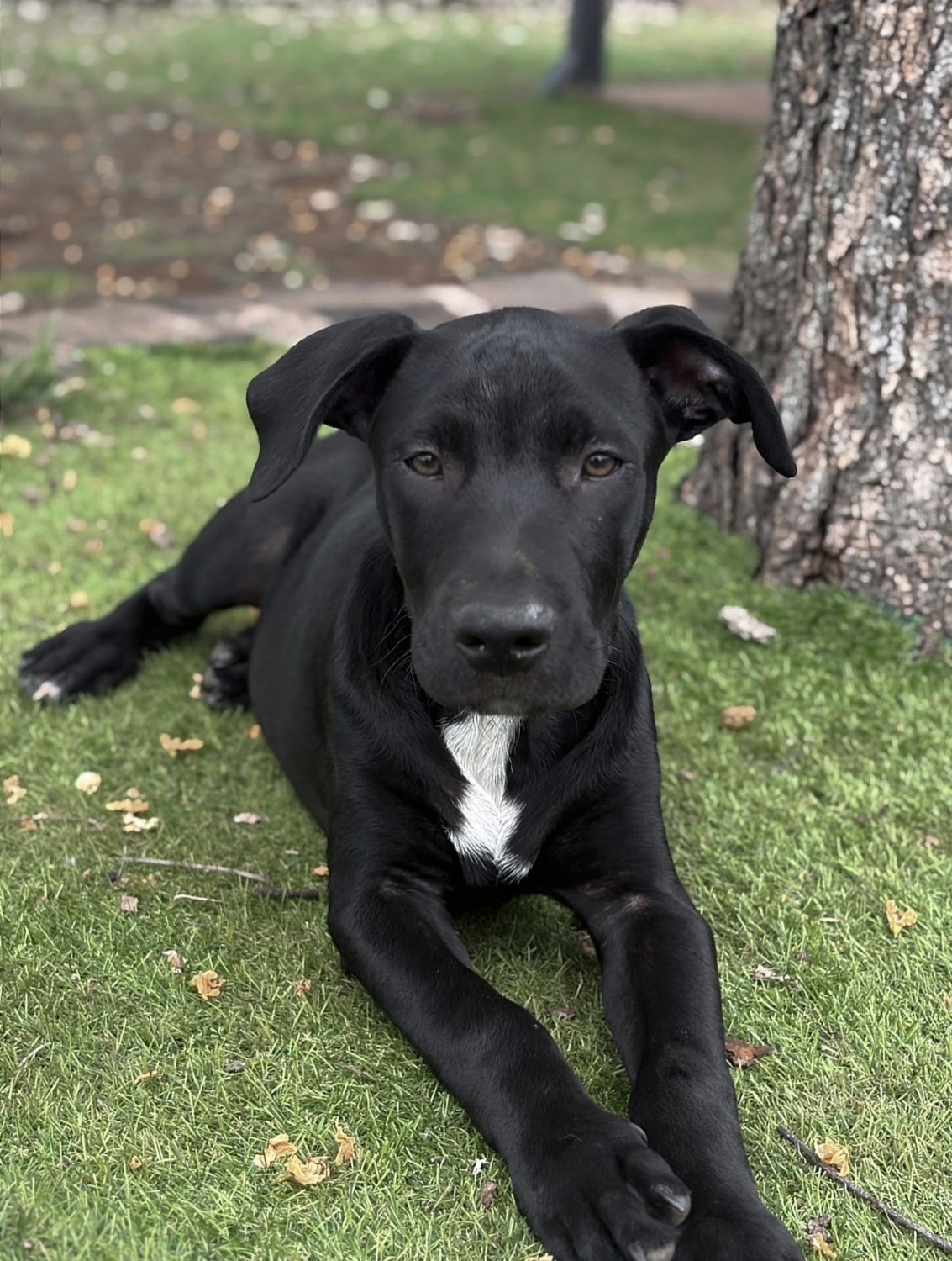 Rhodesian Ridgeback Puppies / Dogs For Sale in South Burnett Regional ...