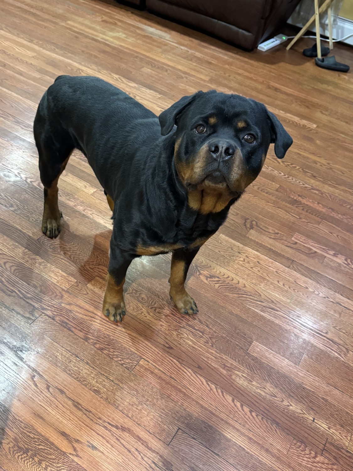 Rottweiler Puppy for sale in Lawrence, Massachusetts | $1,800