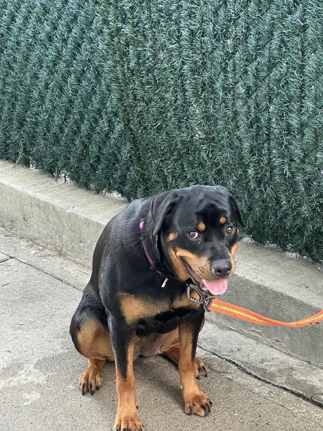 135+ Rottweiler Puppies / Dogs For Sale in New York | $200 – $4,000