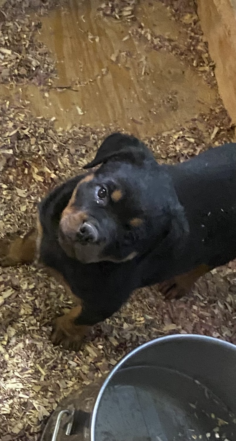 Rottweiler Puppies For Sale | York, PA #627315 | Petzlover