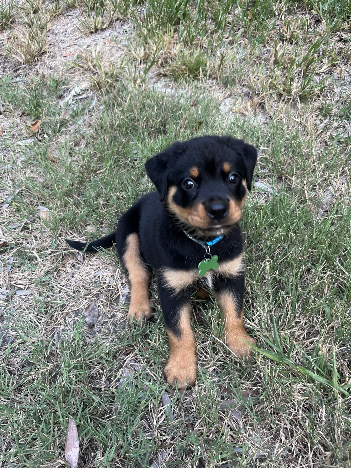 German Shepherd Puppies / Dogs Wanted in Mount Isa, Queensland | $750 ...
