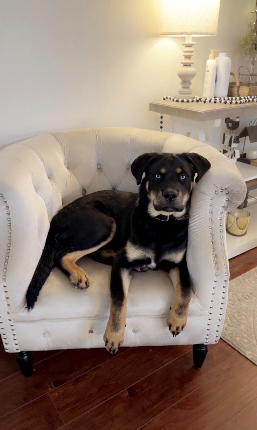 Rottweiler Dog for sale in Dover, Delaware | $500