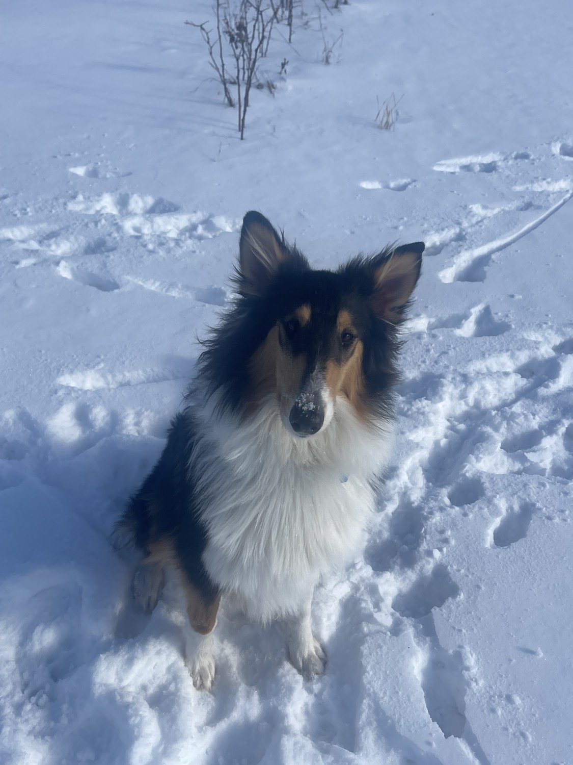 25+ Rough Collie Puppies / Dogs for Adoption in United States | $150 – $800