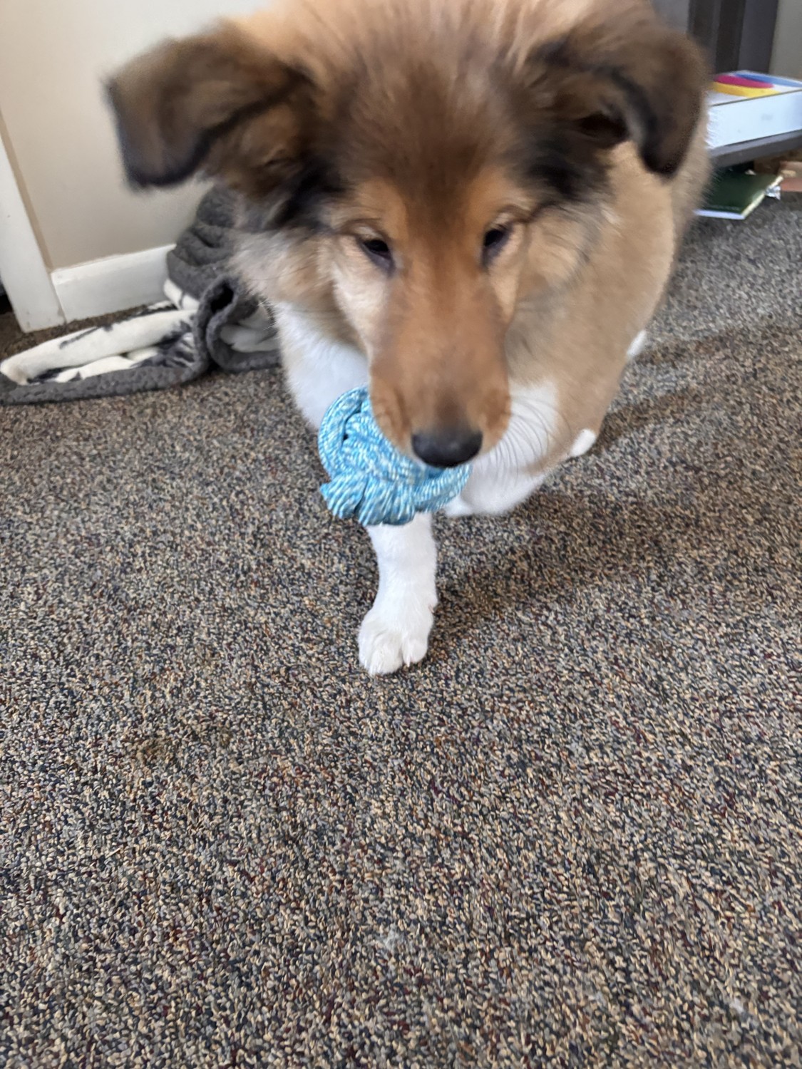 Rough Collie Puppies / Dogs Listings in United States