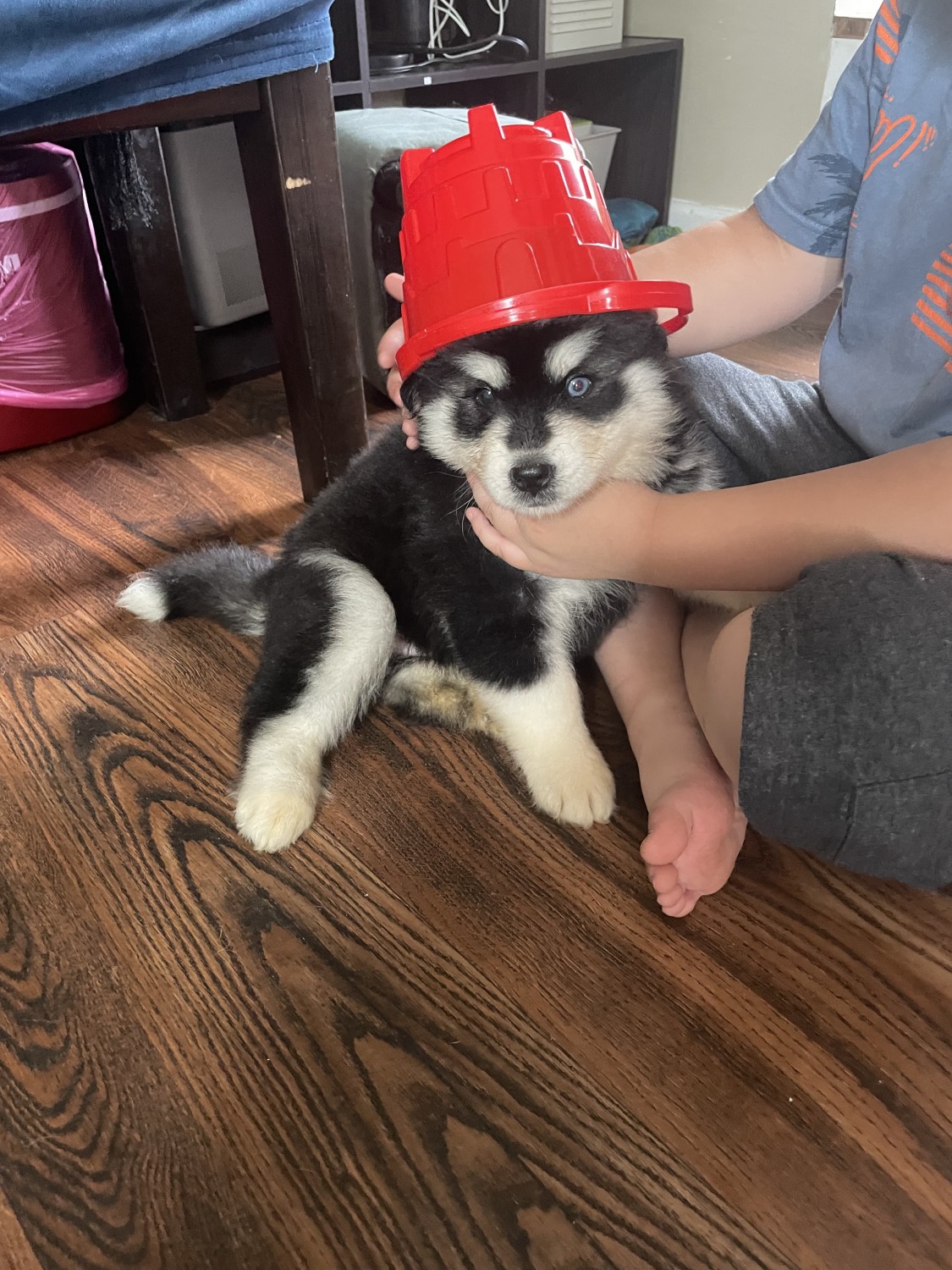 Sakhalin Husky Puppies for sale in Staten Island, New York