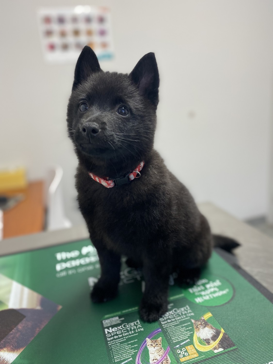 Schipperke Puppies / Dogs For Sale in Australia | $1,000 – $4,000