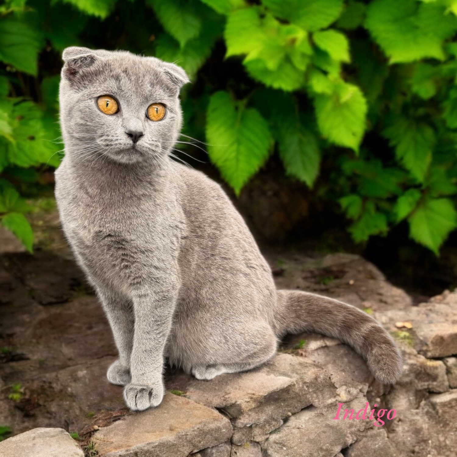 Scottish Fold Kitten for sale in Neosho, Missouri | $800
