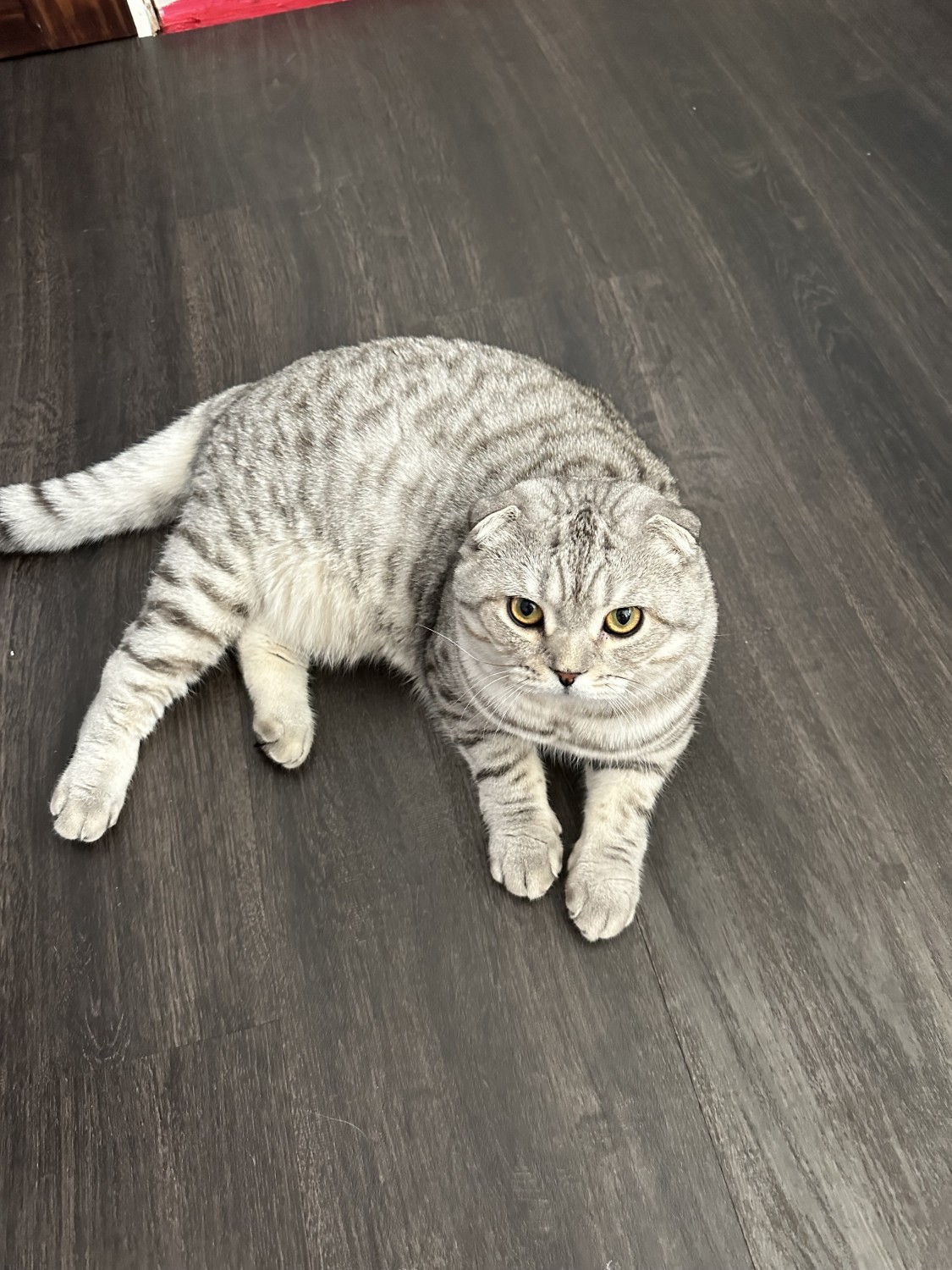 Scottish Fold Stud Service in Newcastle, California | $800 | Male Cat for Breeding